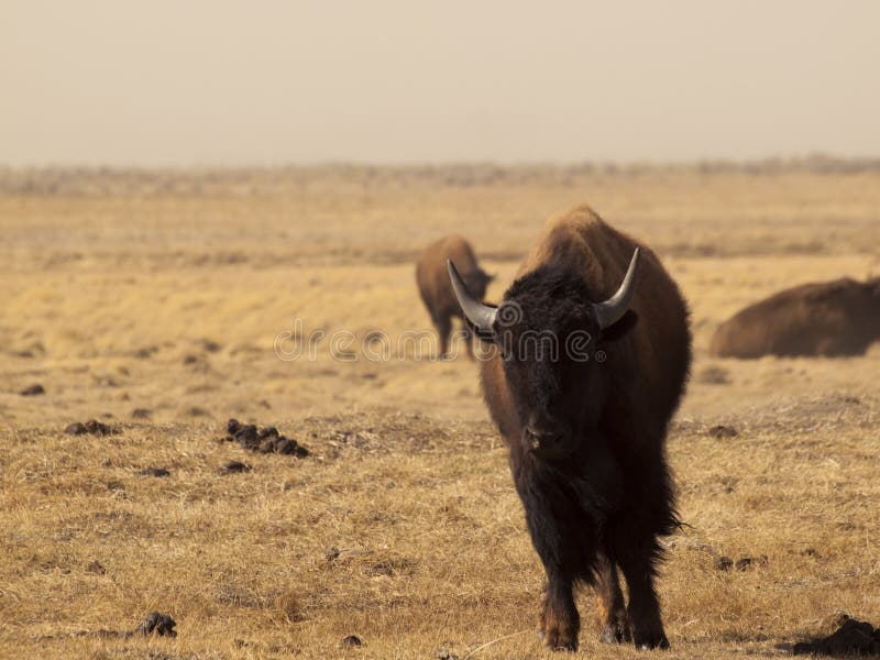 Buffalo ranch stock photo. Image of county, large, grassland - 30825558