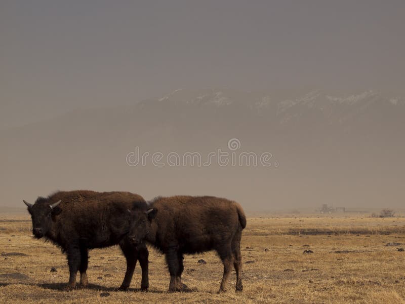 Buffalo Ranch stock image. Image of ranch, mountain, grazing - 24085573