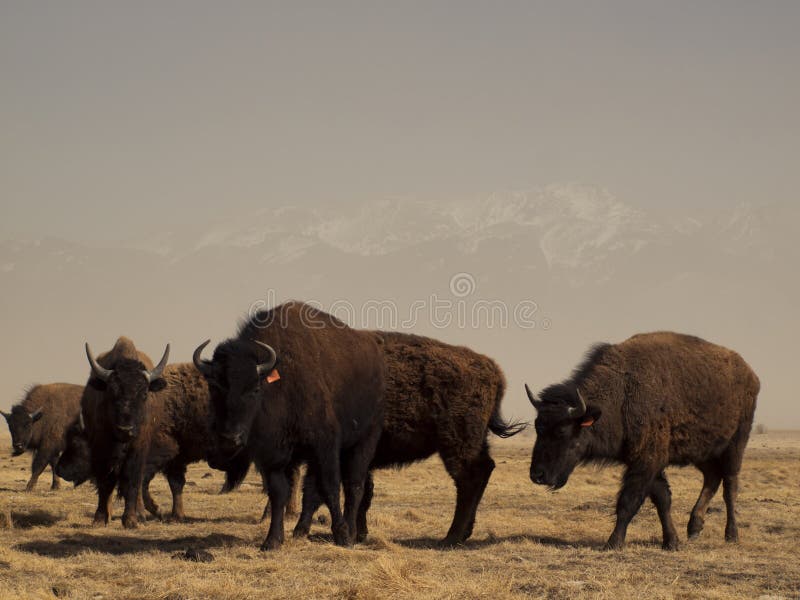 Buffalo Ranch stock photo. Image of river, prairie, grazing - 24085592
