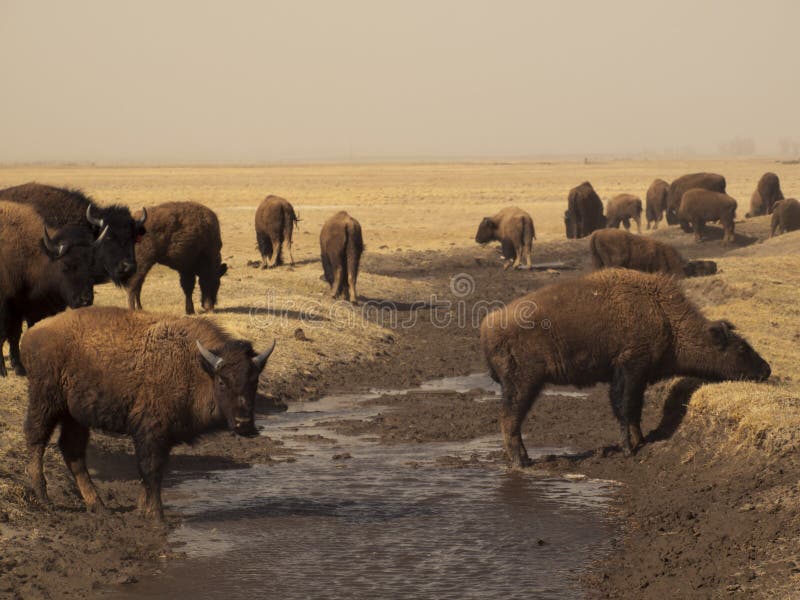 Buffalo Ranch stock image. Image of ranch, range, conservancy - 24085633