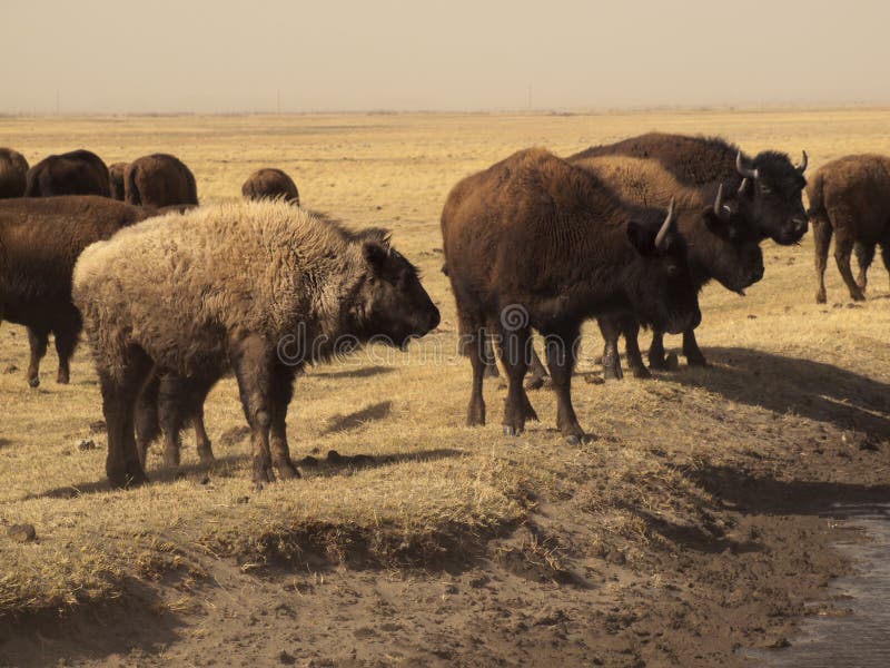 Buffalo Ranch stock photo. Image of dust, colorado, county - 24085638