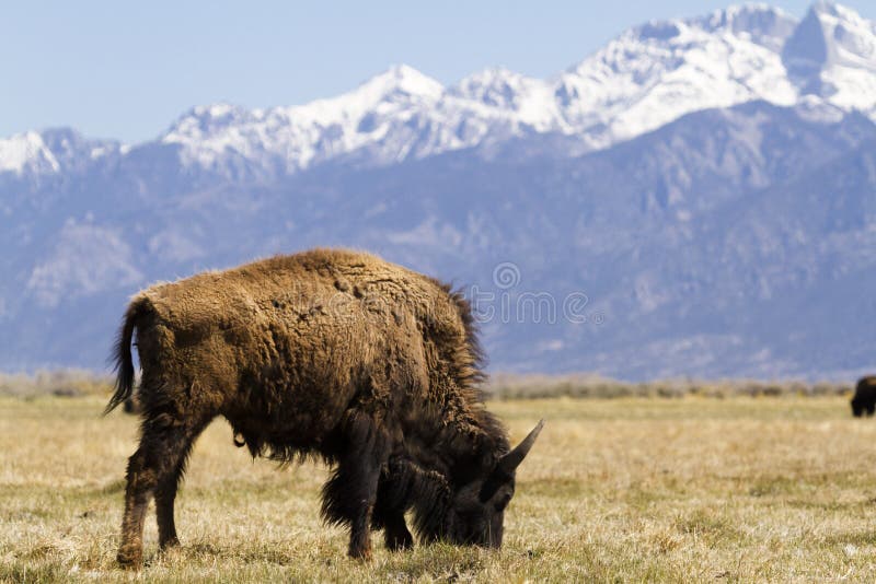 Buffalo Ranch stock photo. Image of sand, grassland, luis - 21863266