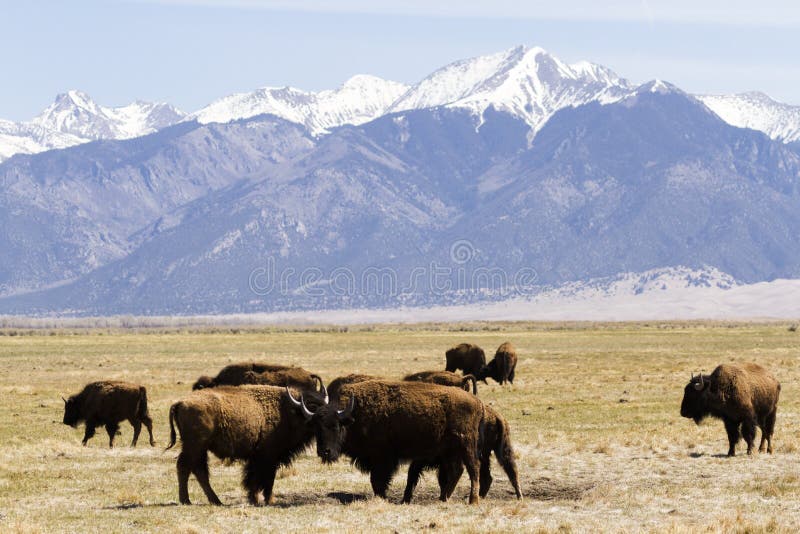 Buffalo Ranch stock photo. Image of sand, grassland, luis - 21863266