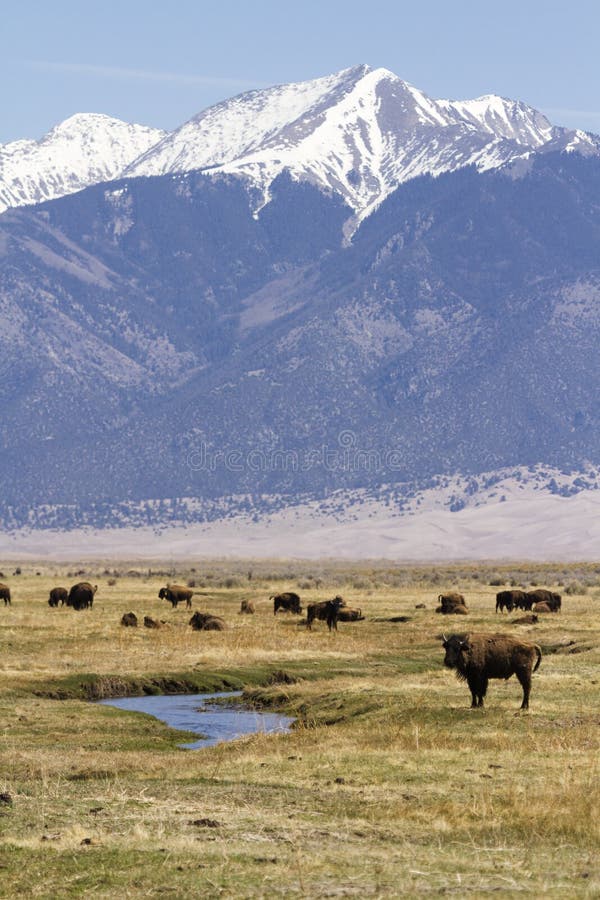 Buffalo Ranch stock photo. Image of sand, grassland, luis - 21863266