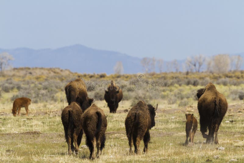 Buffalo Ranch stock photo. Image of sand, grassland, luis - 21863266