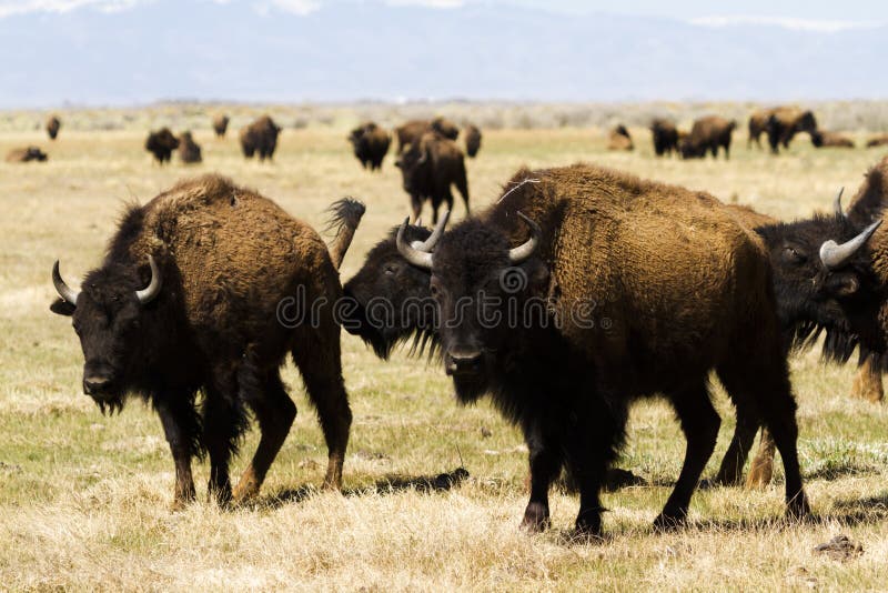 Buffalo Ranch stock photo. Image of sand, grassland, luis - 21863266