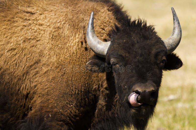 Buffalo ranch stock image. Image of animals, great, creek - 30825357