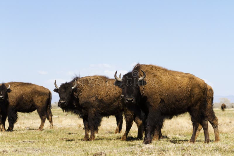 Buffalo Ranch stock photo. Image of sand, grassland, luis - 21863266