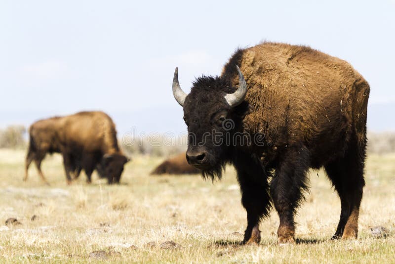 Buffalo Ranch stock photo. Image of sand, grassland, luis - 21863266