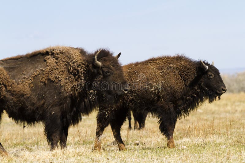 Buffalo Ranch stock photo. Image of sand, grassland, luis - 21863266