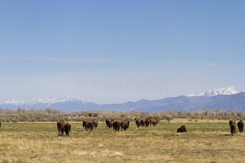 Buffalo Ranch stock photo. Image of sand, grassland, luis - 21863266