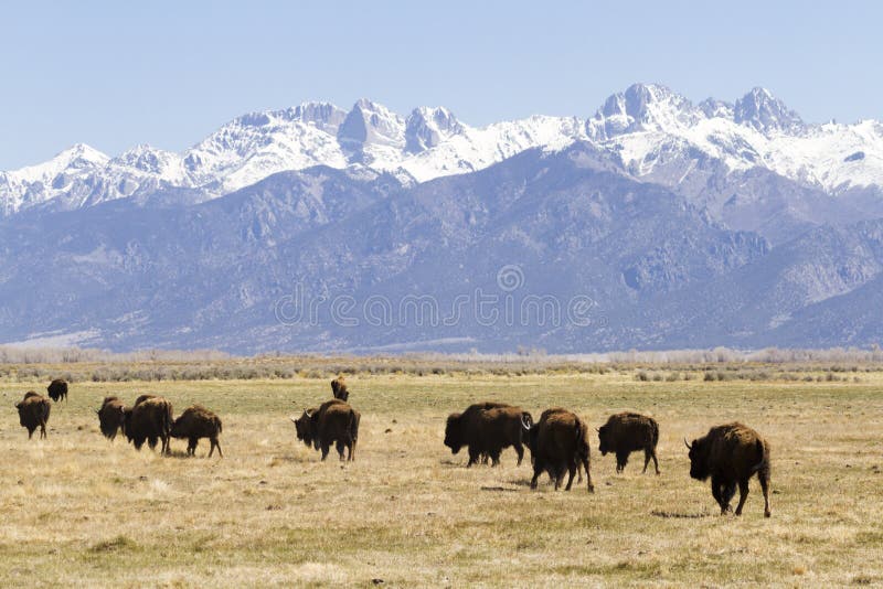 Buffalo Ranch stock photo. Image of sand, grassland, luis - 21863266