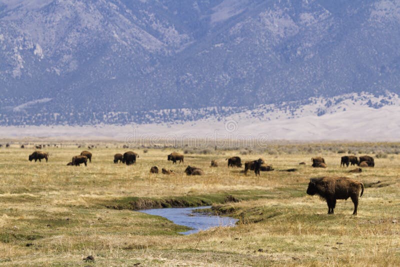 Buffalo ranch stock image. Image of bison, farm, american - 30825579
