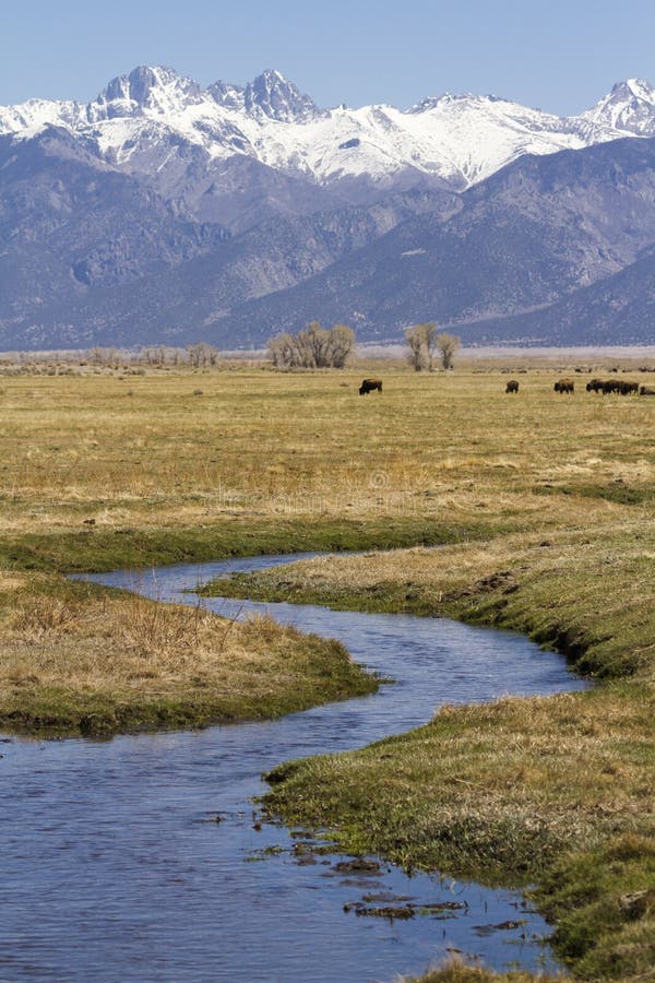 Buffalo ranch stock photo. Image of grazing, bovinae - 30825600