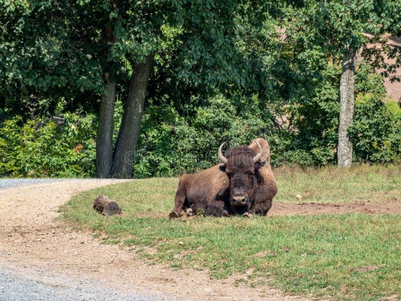 Buffalo on the Range stock image. Image of country, herbivore - 167383699
