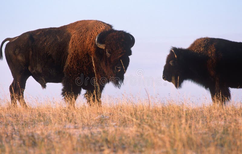 Buffalo on the Range, Nebraska Stock Photo - Image of america, hoofed ...