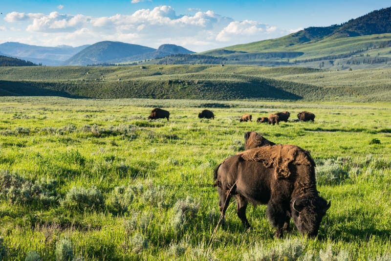 Buffalo on the Range. Yellowstone National Park Stock Image - Image of ...