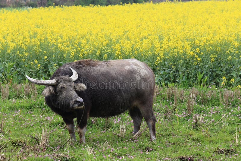 Buffalo in the flower stock image. Image of cattle, horizon - 30093649