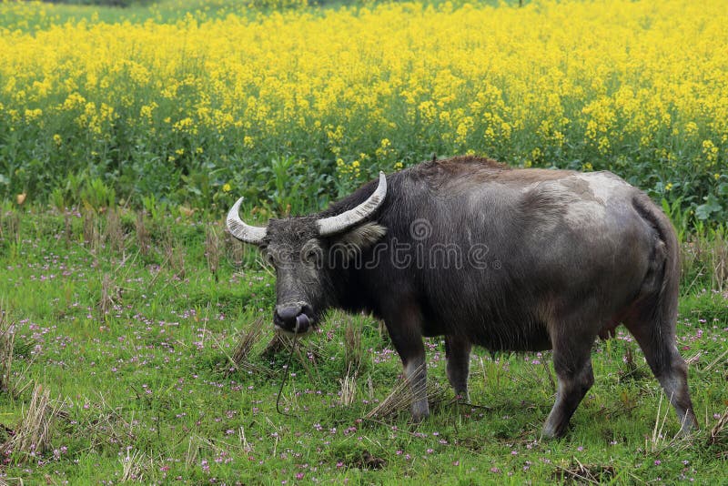 Buffalo in the flower stock photo. Image of buffalo, asia - 30093654