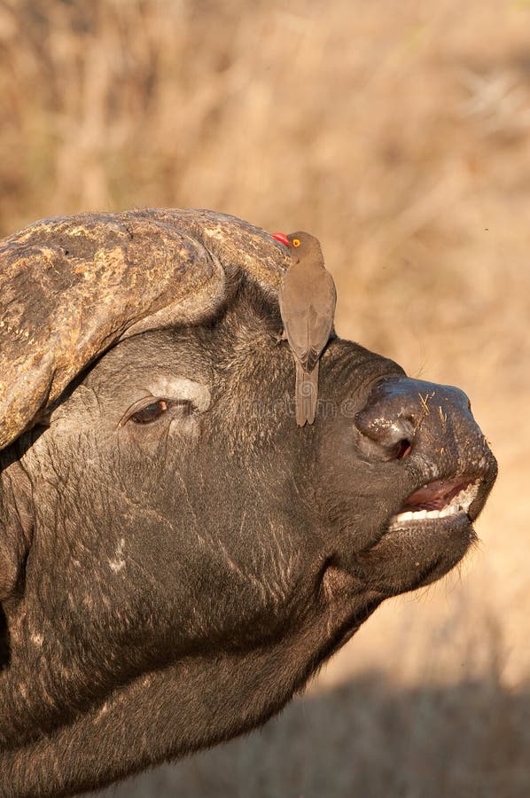Buffalo with Red-billed Oxpecker Stock Photo - Image of caffer ...