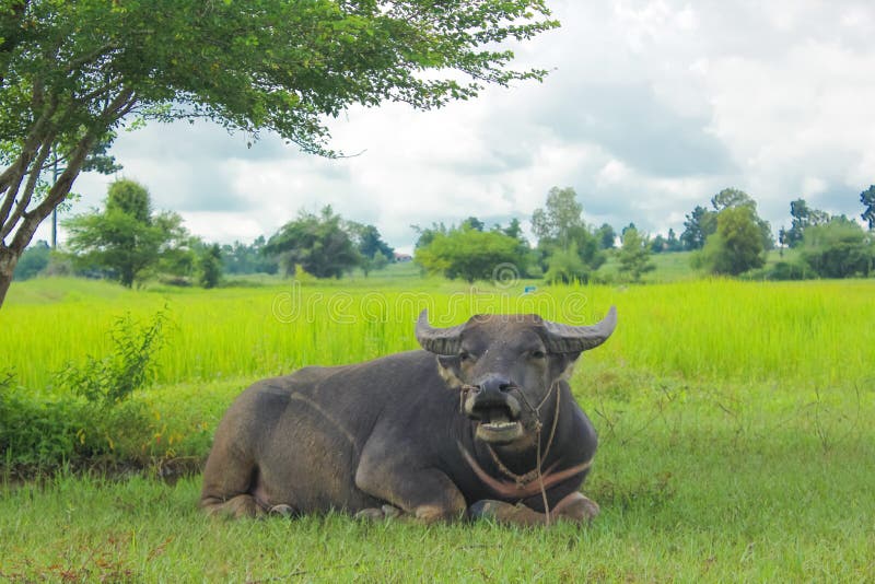 Buffalo Relaxing Under the Tree Stock Image - Image of heavy, lookong ...