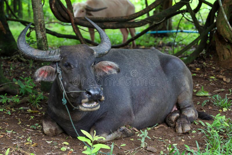 The Buffalo is Rest Under the Tree at Garden in Thailand Stock Photo ...