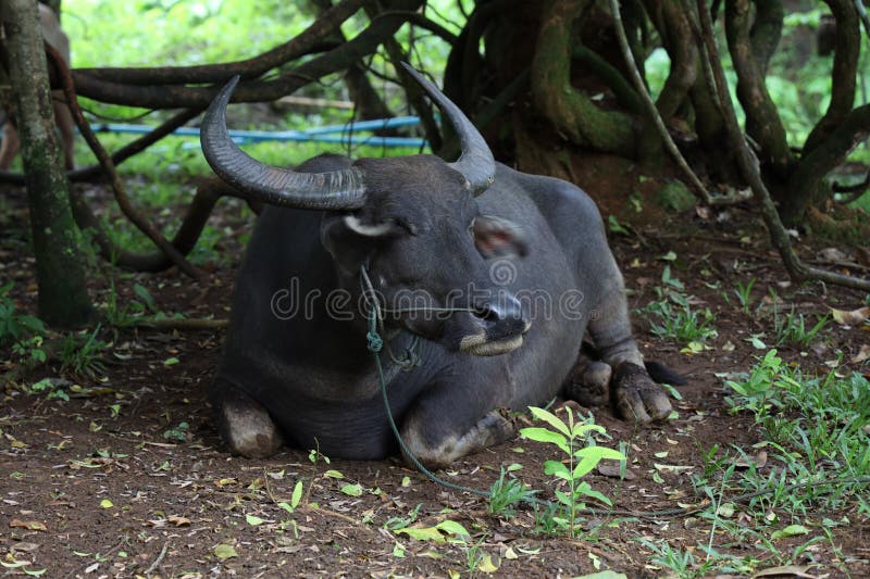 The Buffalo is Rest Under the Tree at Garden in Thailand Stock Photo ...
