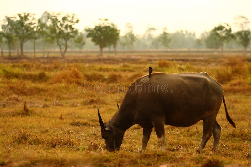 Buffalo on rice field stock photo. Image of bird, nature - 24844072