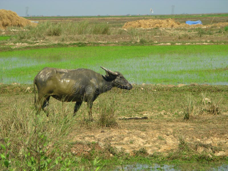 The Buffalo in the Rice Field, Myanmar Stock Photo - Image of farm ...