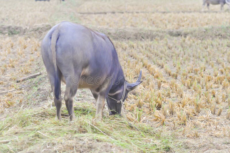 Buffalo in the rice field stock image. Image of water - 82967217