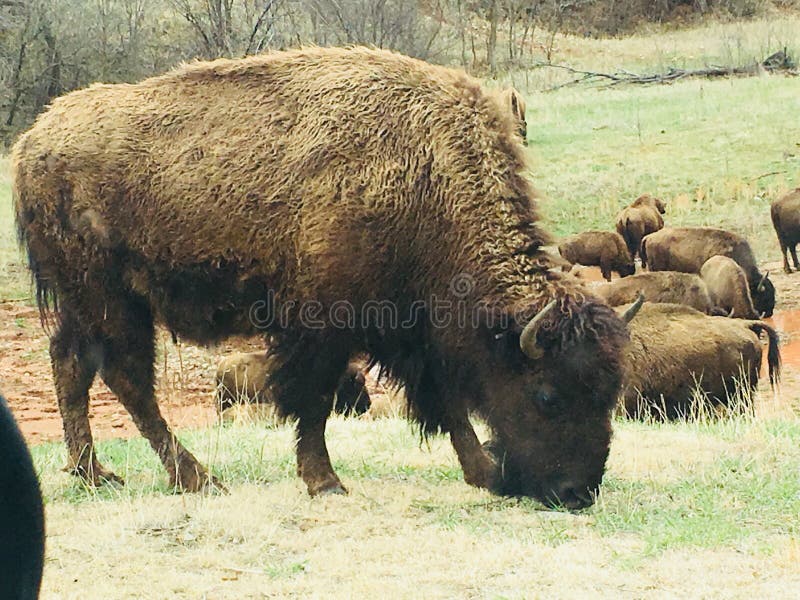 Buffalo stock image. Image of roaming, fields, pack - 118569447