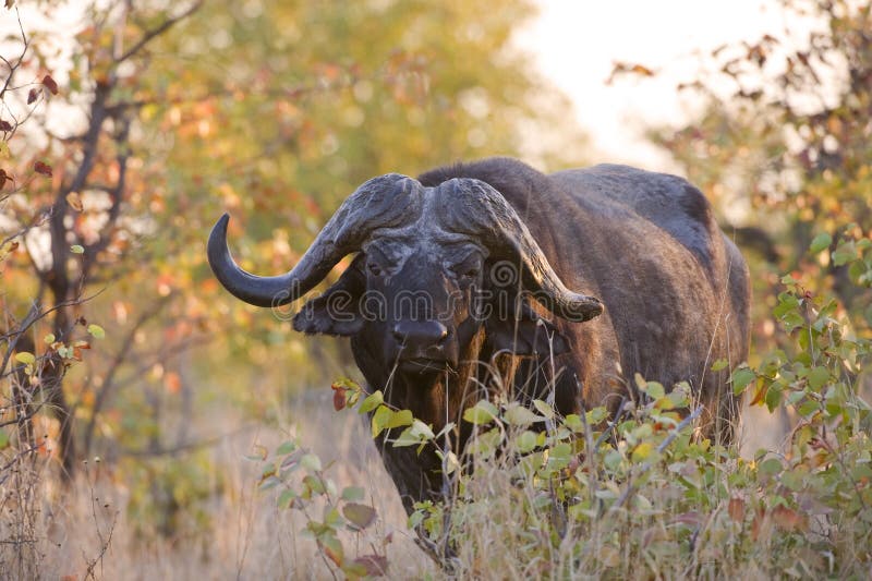 Scared Buffalo stock photo. Image of masculine, environment - 16624970
