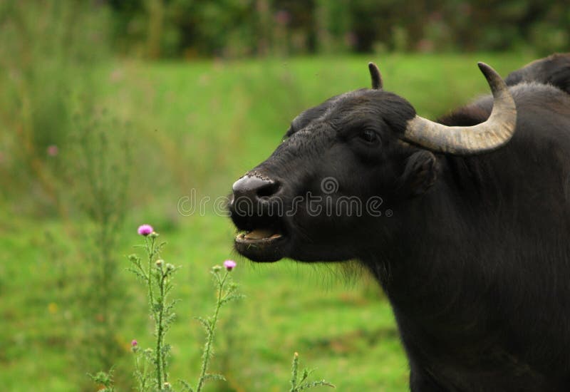 Romanian Buffalo Stock Photos - Free & Royalty-Free Stock Photos from ...