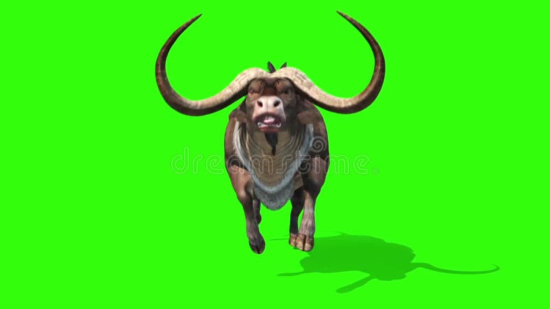 Buffalo Runs Loop Front Animals Horns Green Screen 3D Rendering ...