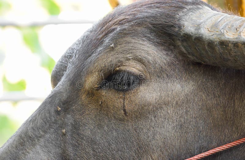 Eye Buffalo Stock Photos - Download 2,160 Royalty Free Photos