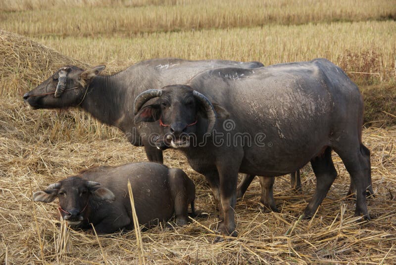 Buffalo s family stock photo. Image of crowd, drove, chew - 27194802
