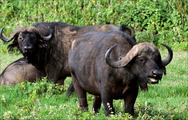Buffalo s are grazed. stock photo. Image of fauna, bright - 16476726