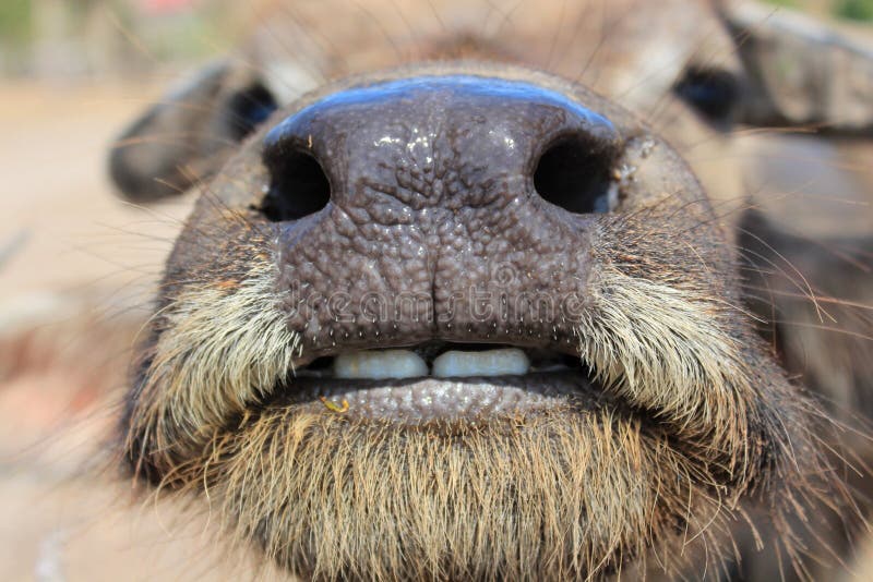 Buffalo stock photo. Image of smile, lombok, animal, teeth - 49248646