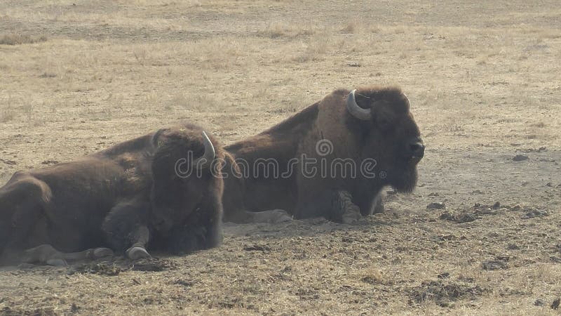 Buffalo stock image. Image of welches, safari, oregon - 82552191