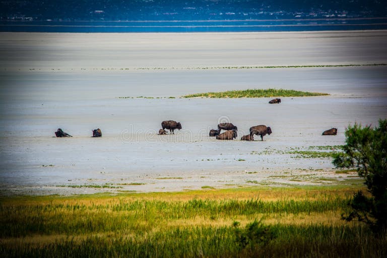 Buffalo Salt Lake stock image. Image of lake, salt, mammal - 38178397