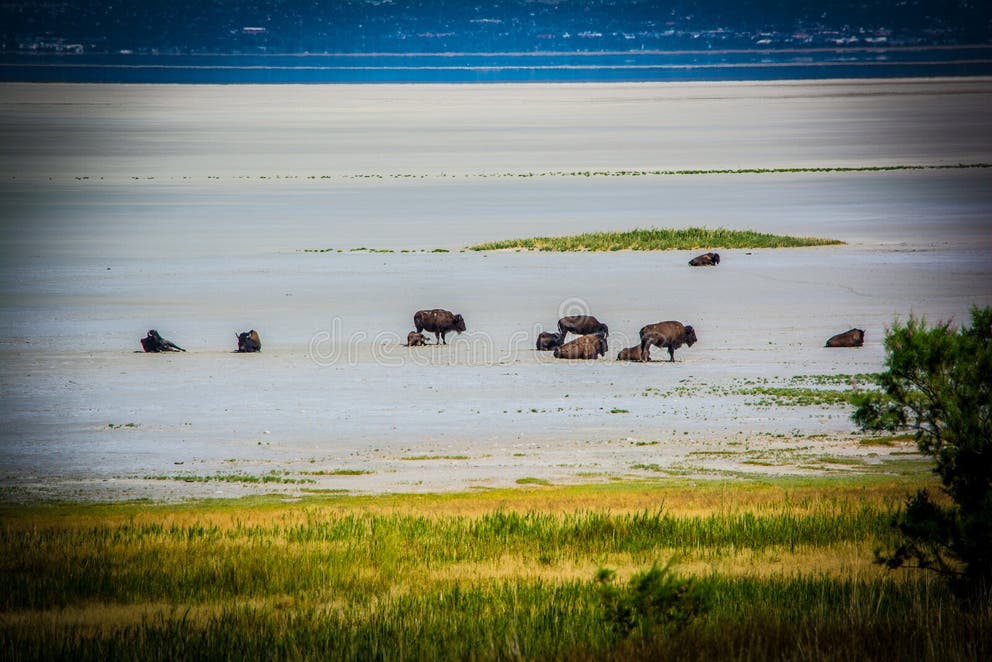 Buffalo Salt Lake stock image. Image of lake, salt, mammal - 38178397