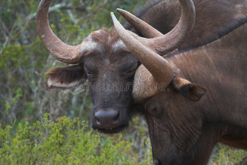 Buffalo Scratch stock photo. Image of safari, game, mammal - 601484