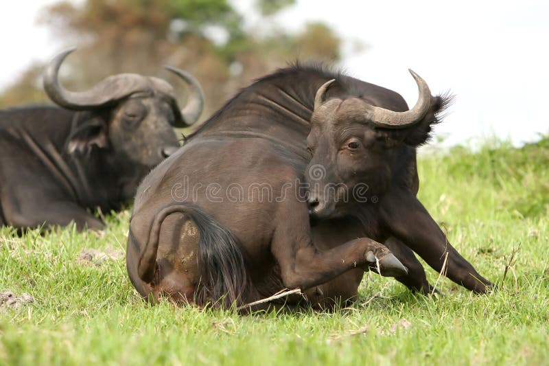 Buffalo Scratch stock image. Image of graze, native, backside - 7427167