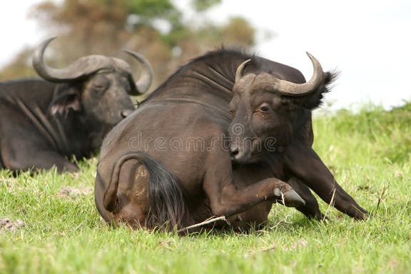 Buffalo Scratch stock image. Image of graze, native, backside - 7427167