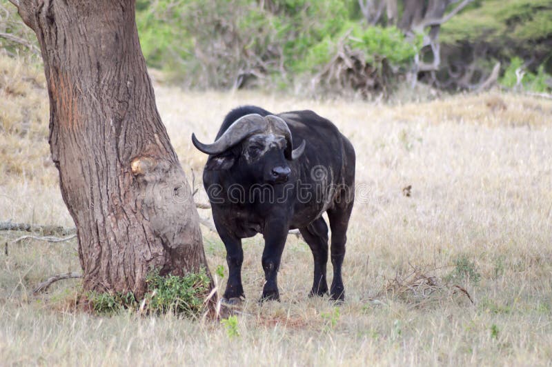 Buffalo in the Shade of a Tree Stock Image - Image of park, kenya: 84733153