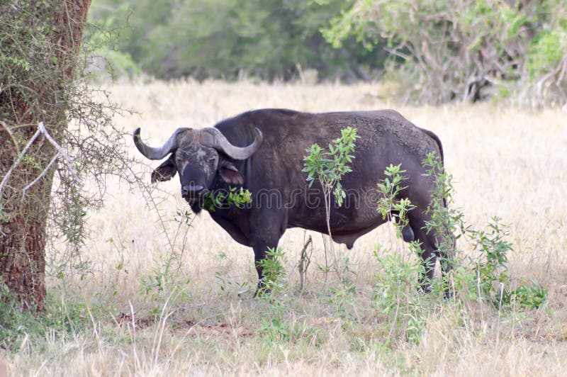 Buffalo in the Shade of a Tree Stock Photo - Image of horn, kenya: 84752048