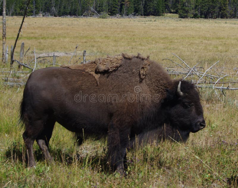 305 Buffalo Shedding Stock Photos - Free & Royalty-Free Stock Photos ...