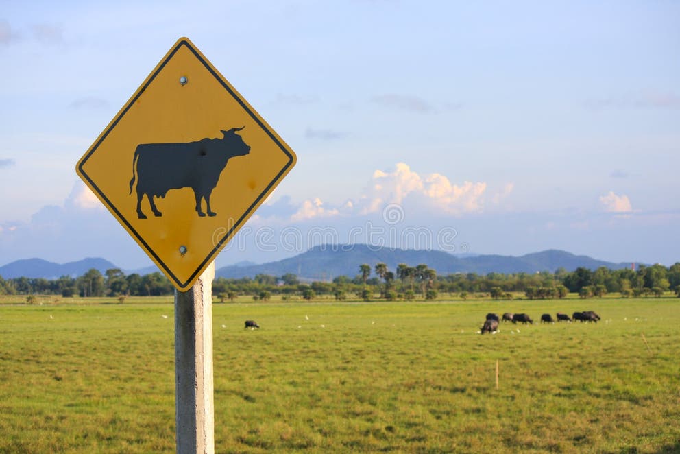 Buffalo sign stock image. Image of cape, bird, meadow - 23680643