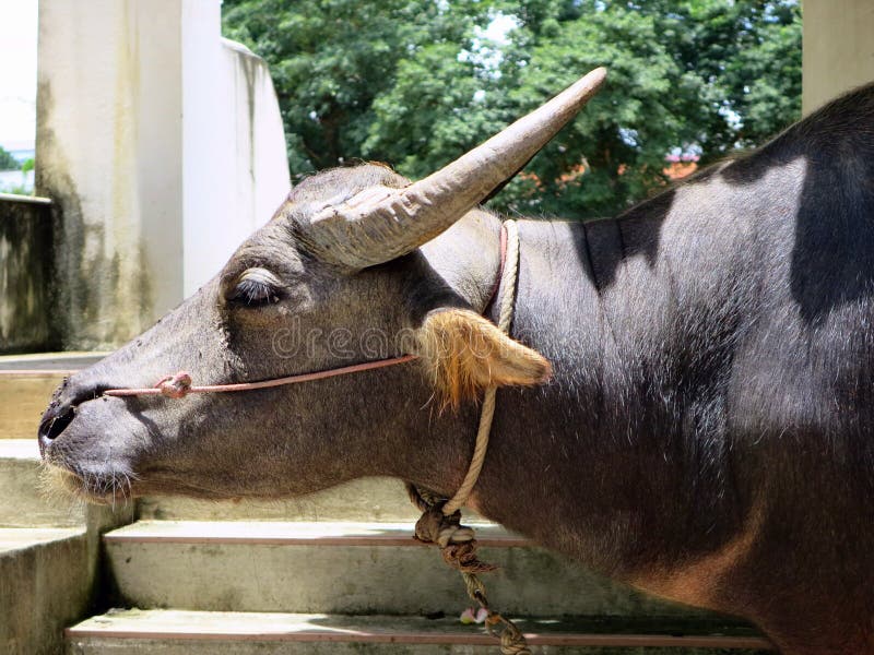 Buffalo stock image. Image of farm, single, buffalo, animal - 42608975