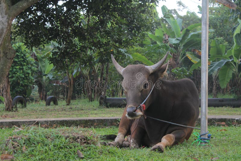 Buffalo is sitting stock image. Image of grazing, pasture - 254655105
